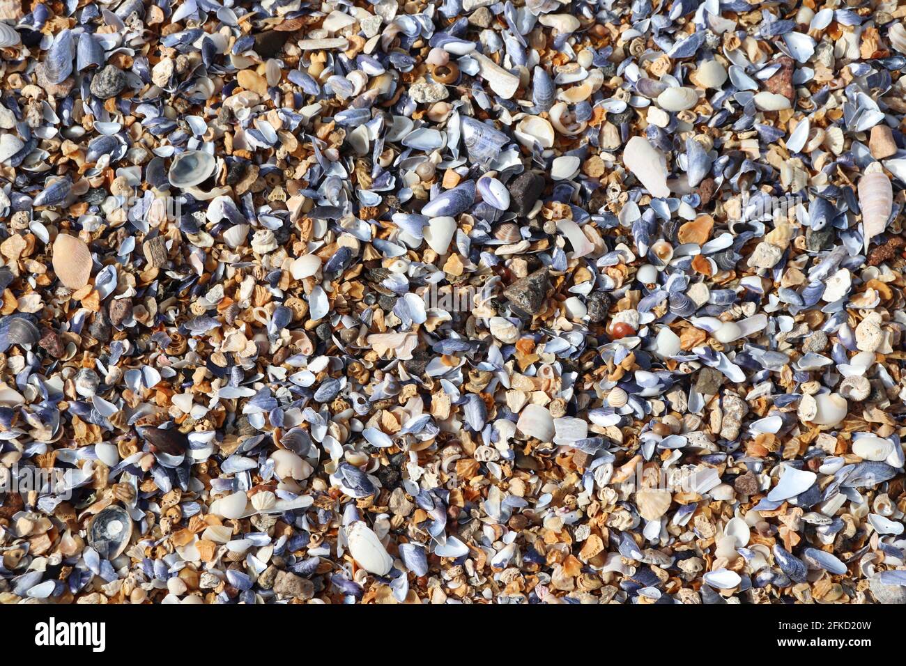 Broken shells on seashore Stock Photo - Alamy