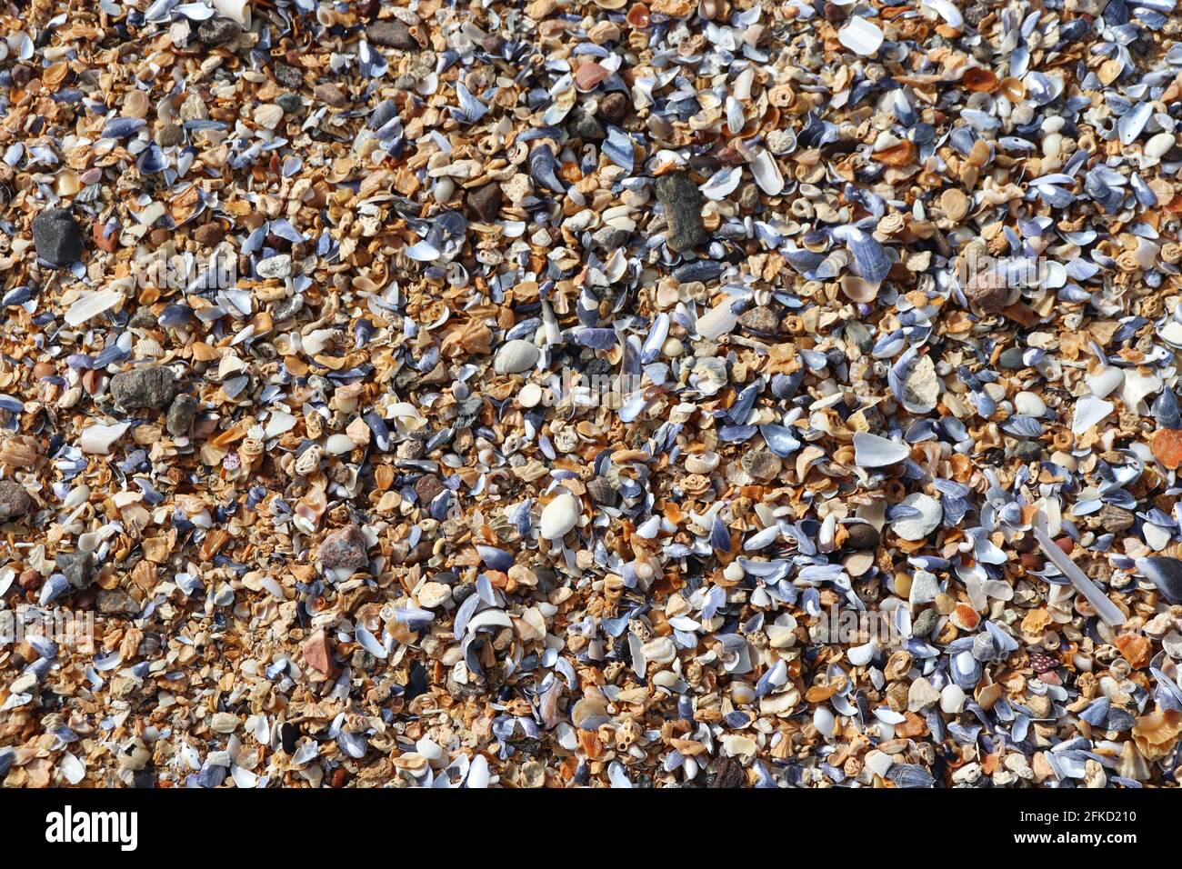 Broken shells on seashore Stock Photo - Alamy