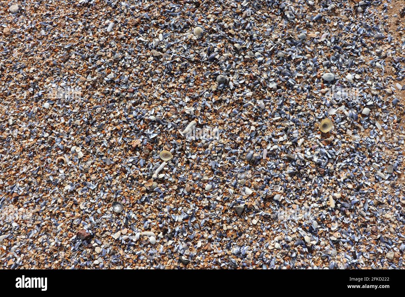 Broken shells on seashore Stock Photo - Alamy