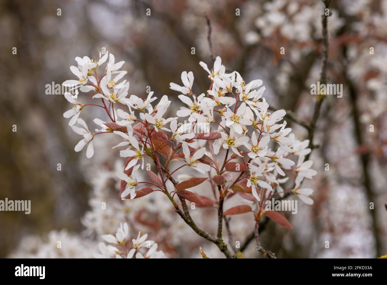 Close up of smooth serviceberry (amelanchier laevis) flowers in bloom ...
