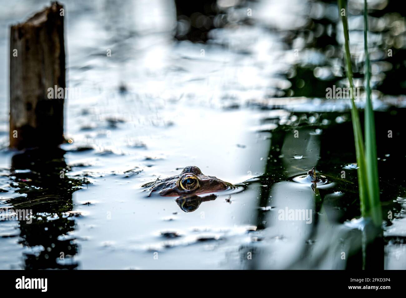 One pool frog is swimming in water. Pelophylax lessonae in the ...