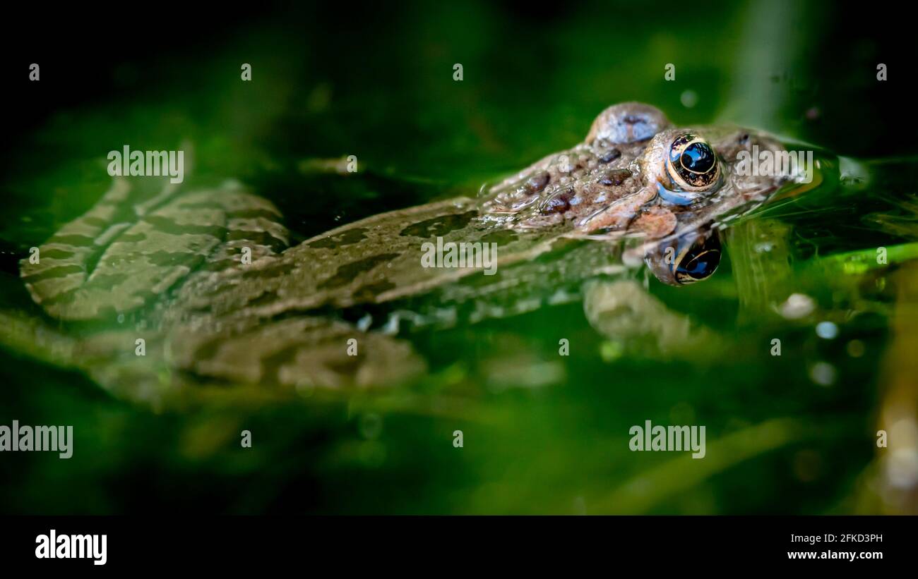 One pool frog is swimming in water. Pelophylax lessonae in the ...