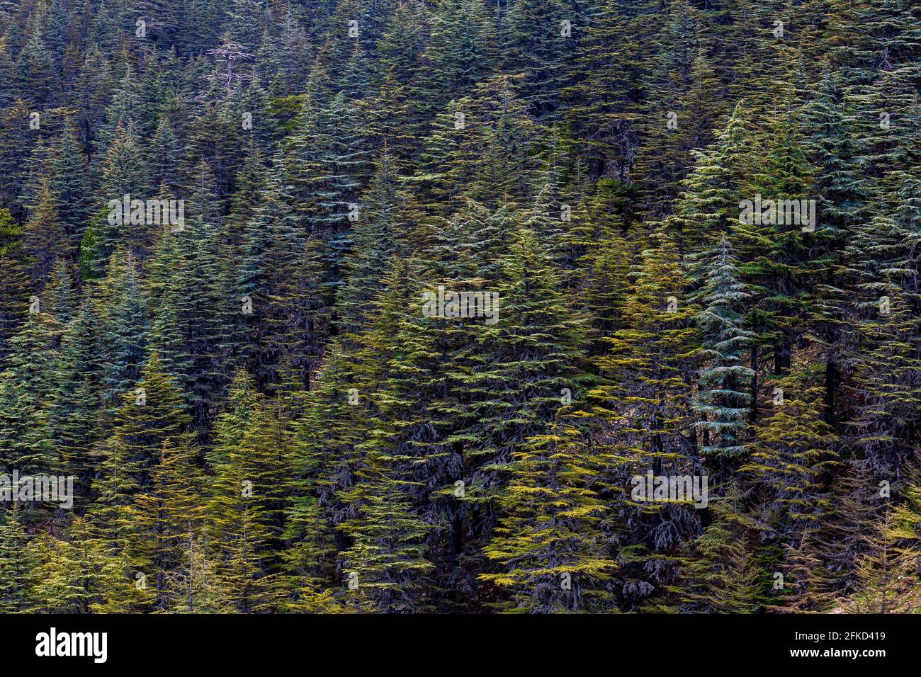 Close-up shot of cedar forest in Antalya / Turkey Stock Photo - Alamy