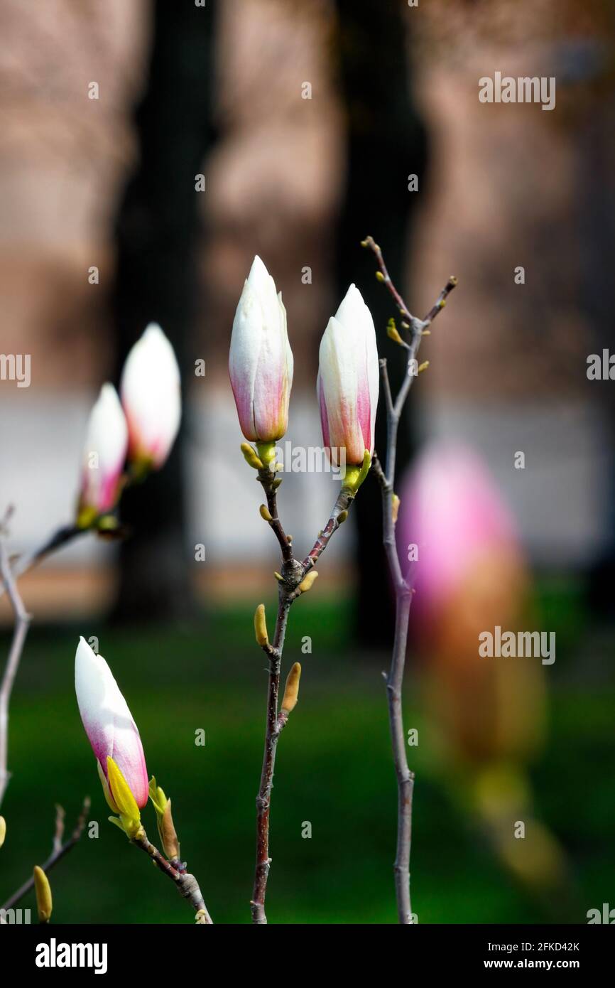 Swollen buds hi-res stock photography and images - Alamy