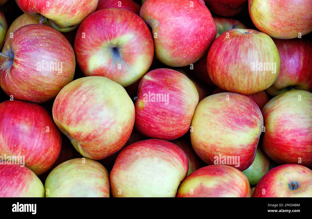 Background and texture of ripe red-yellow striped apples, unwashed ...