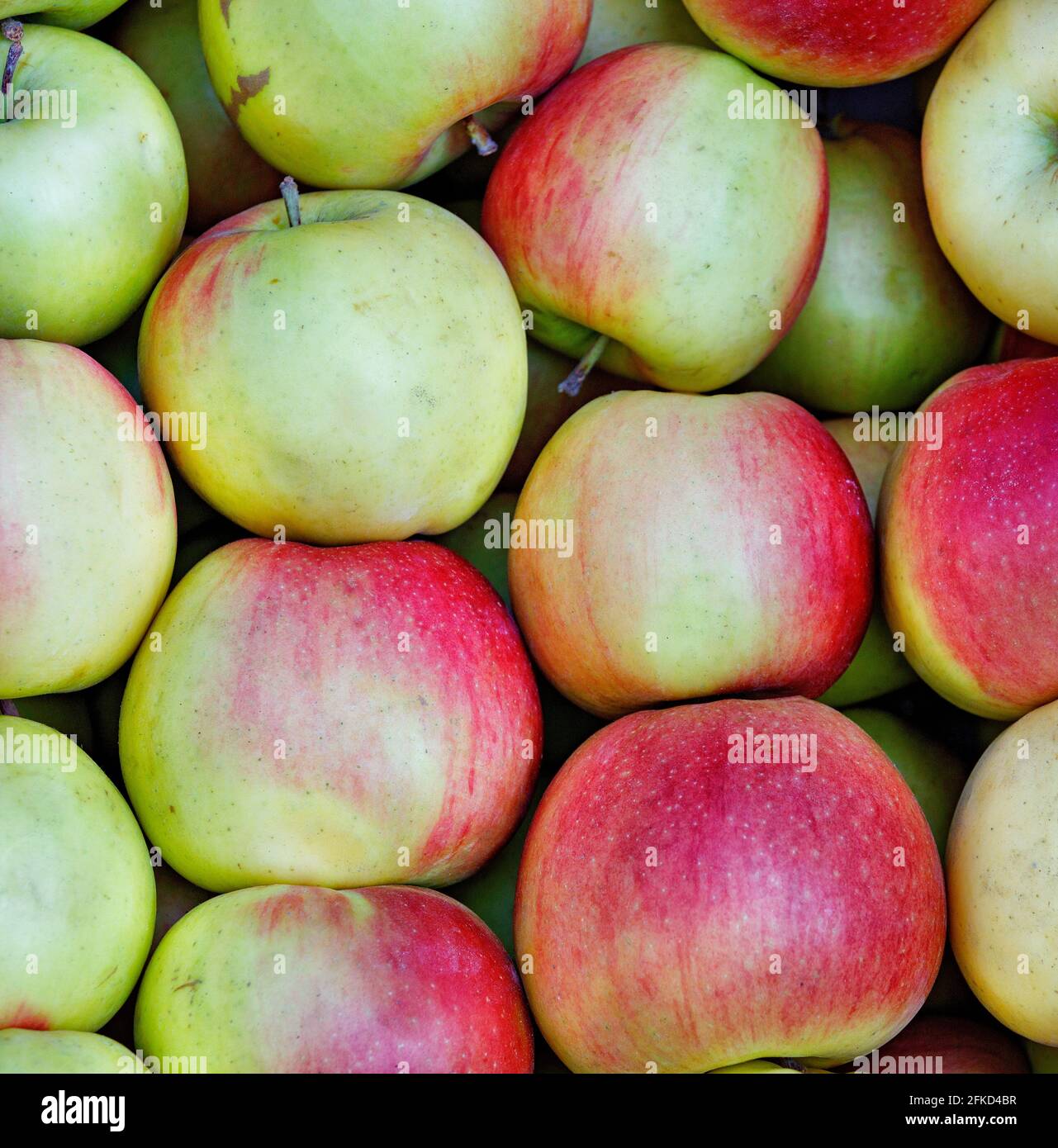 Background and texture of ripe red-green striped apples, unwashed ...