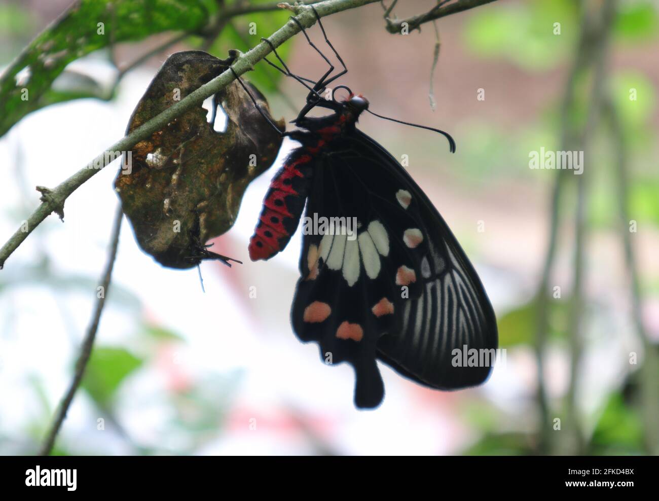 Pachliopta jophon hi-res stock photography and images - Alamy