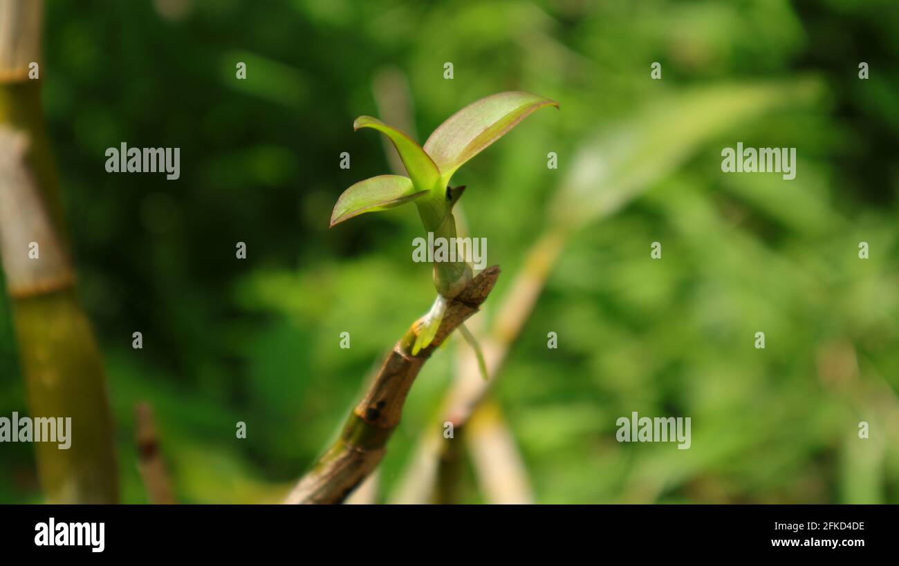 An orchid plant with roots emerges from the orchid stem Stock Photo - Alamy