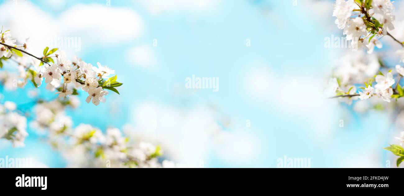Beautiful nature scene with cherry blossom tree and sunbeams on blue ...