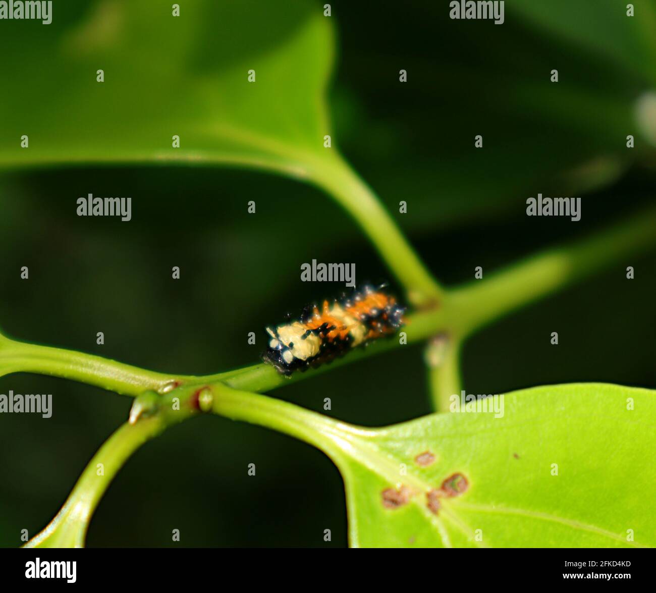 Orange leaf branch line hi-res stock photography and images - Alamy