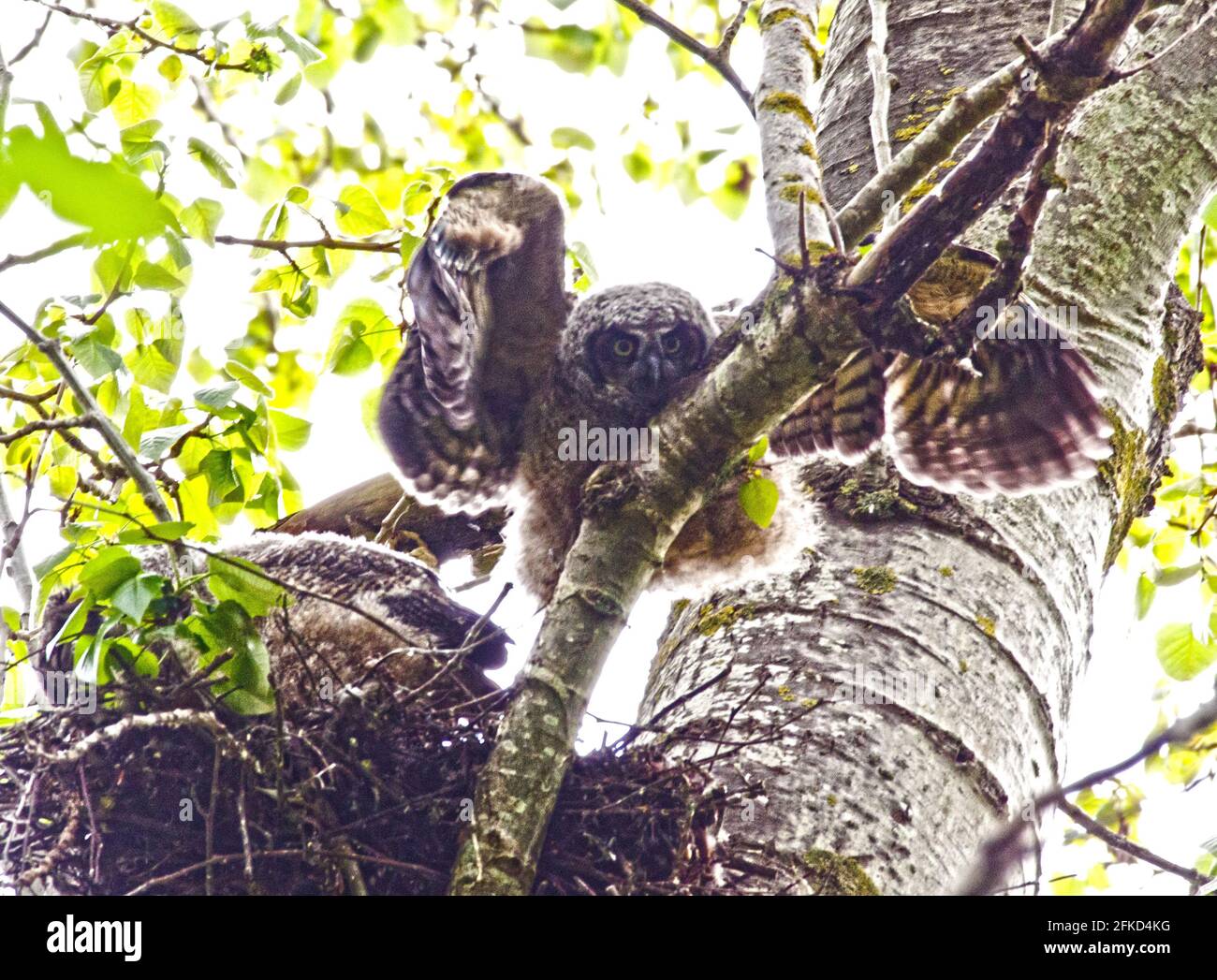 Great horned owl owlet hi-res stock photography and images - Alamy