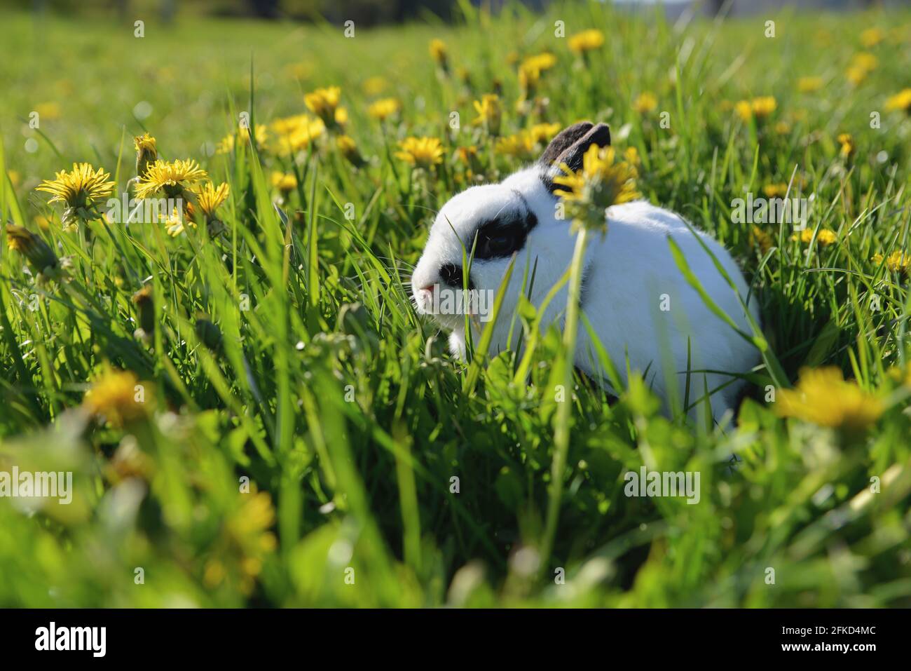 White rabbits with flowers hi-res stock photography and images - Alamy