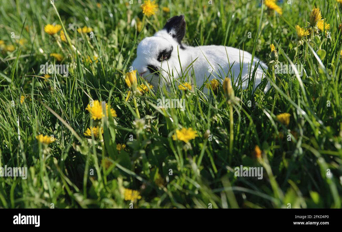 Spring flowers meadow rabbit hi-res stock photography and images - Alamy