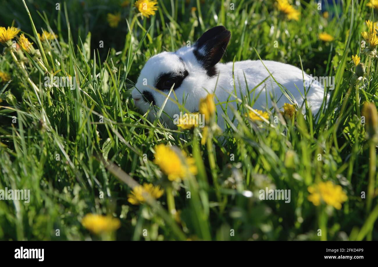 rabbit sits in the flower meadow Stock Photo - Alamy
