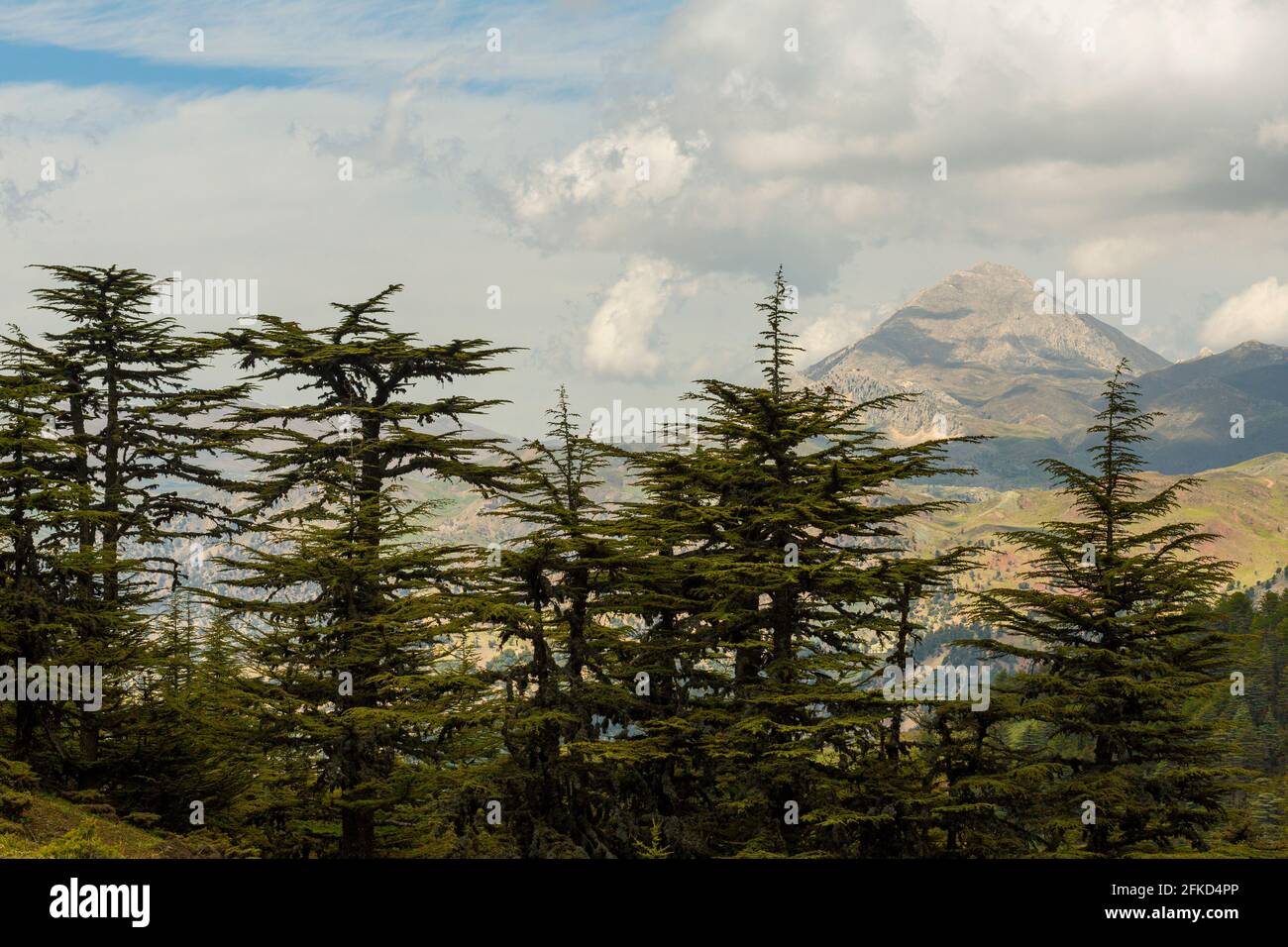 Cedar forests hi-res stock photography and images - Alamy