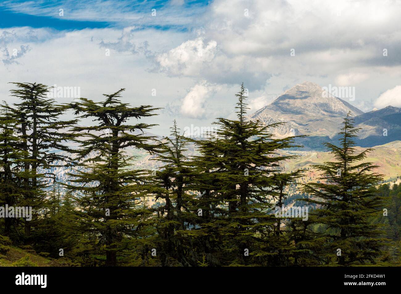 Cedar forests hi-res stock photography and images - Alamy