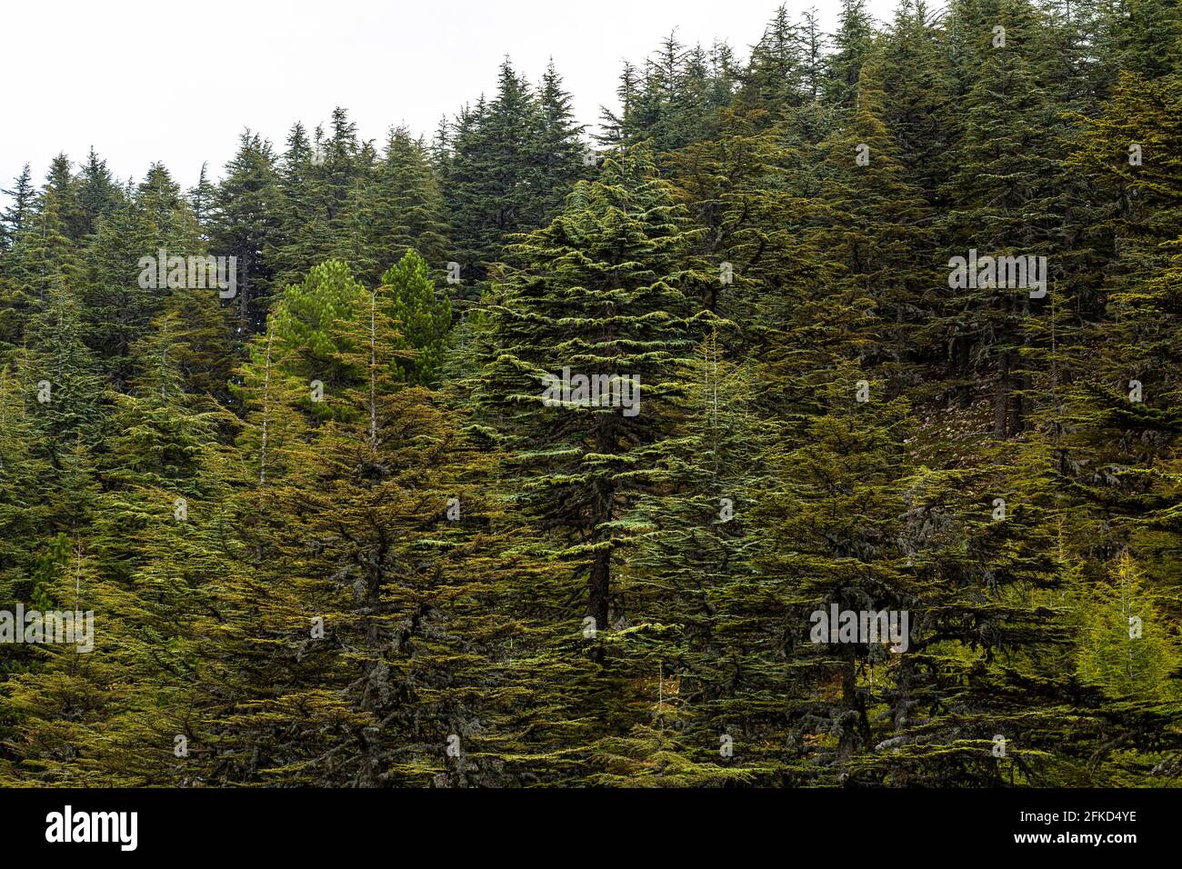 Close-up shot of cedar forest in Antalya / Turkey Stock Photo - Alamy