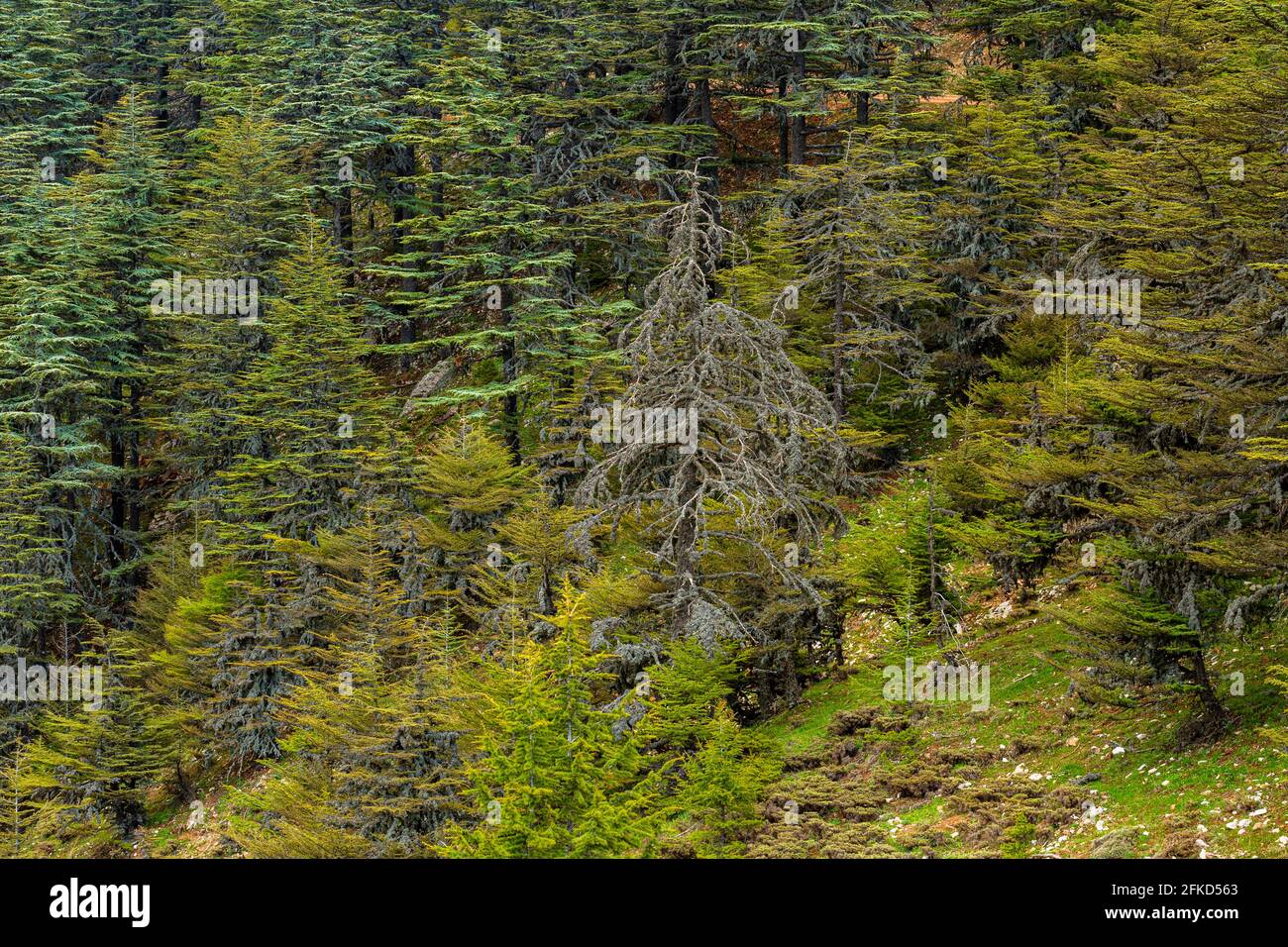 Close-up shot of cedar forest in Antalya / Turkey Stock Photo - Alamy