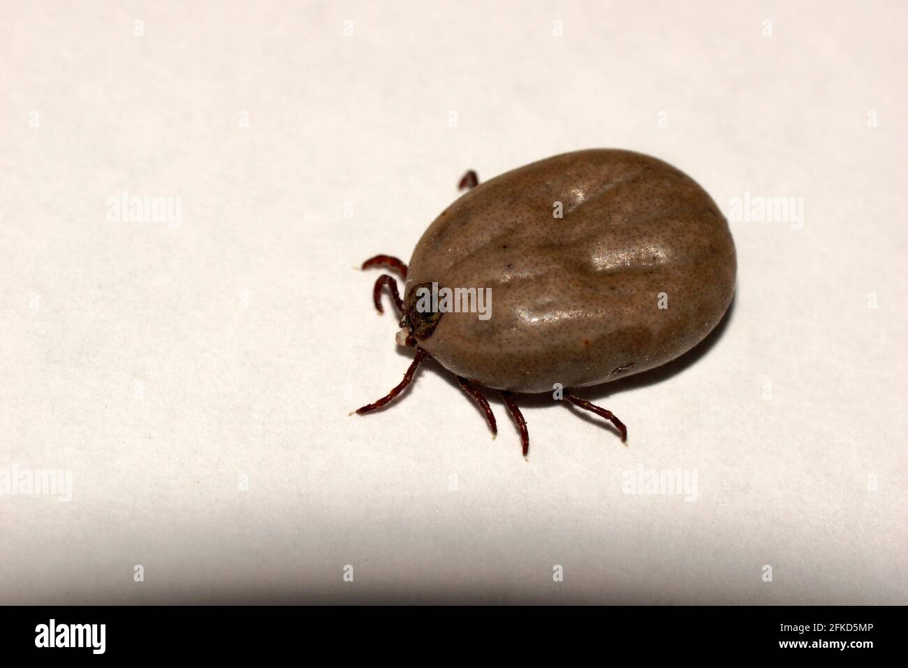 Ixodes (ticks) full of blood Stock Photo - Alamy