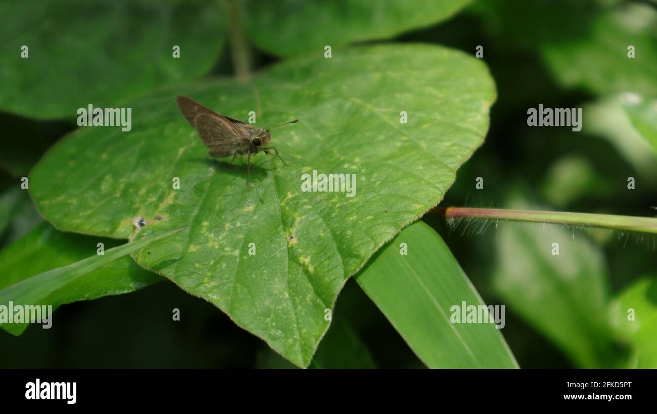 Ceylon swift hi-res stock photography and images - Alamy