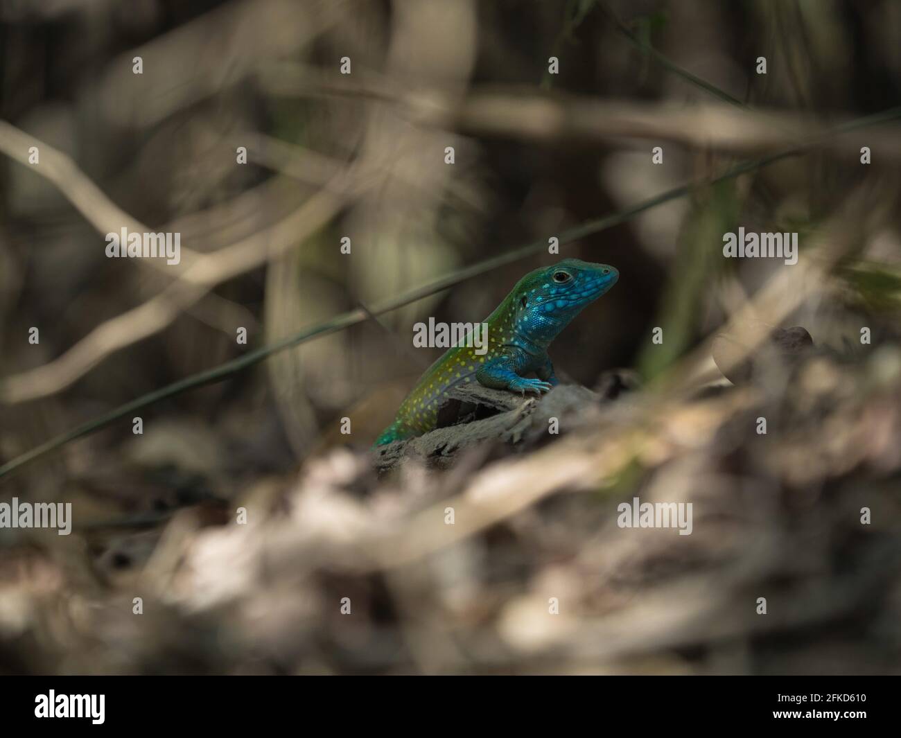Selective focus closeup view of bright blue turquoise Rainbow Whiptail ...
