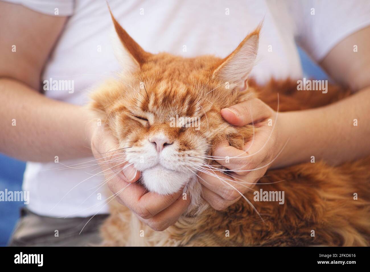 A person scratching a maine coon cat's cheeks. Close up Stock Photo - Alamy