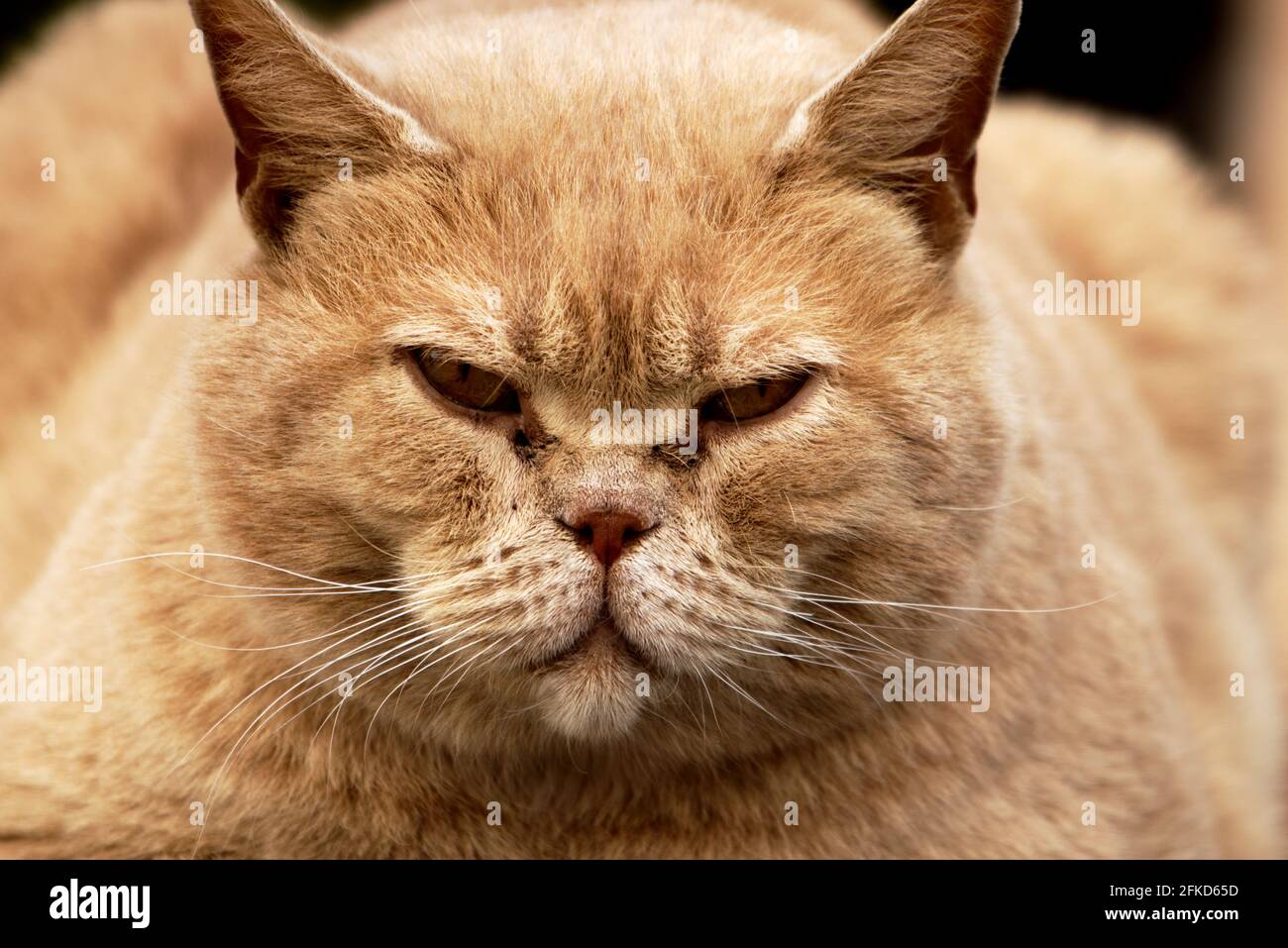 Ginger Colored Cat High Resolution Stock Photography and Images - Alamy