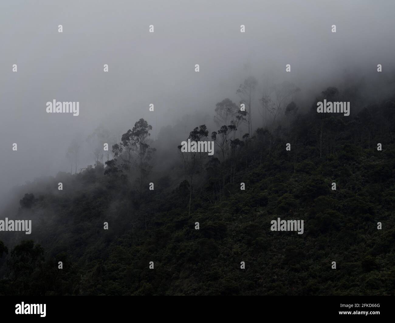 Tropical andean green tree hill forest in rolling clouds fog at Salto ...