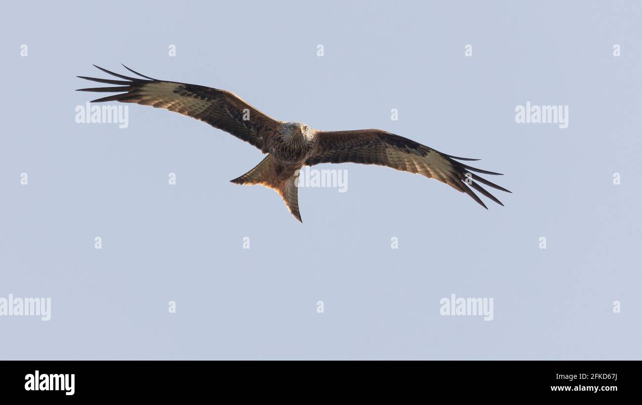 kite with wings spread soaring against light blue sky towards the ...