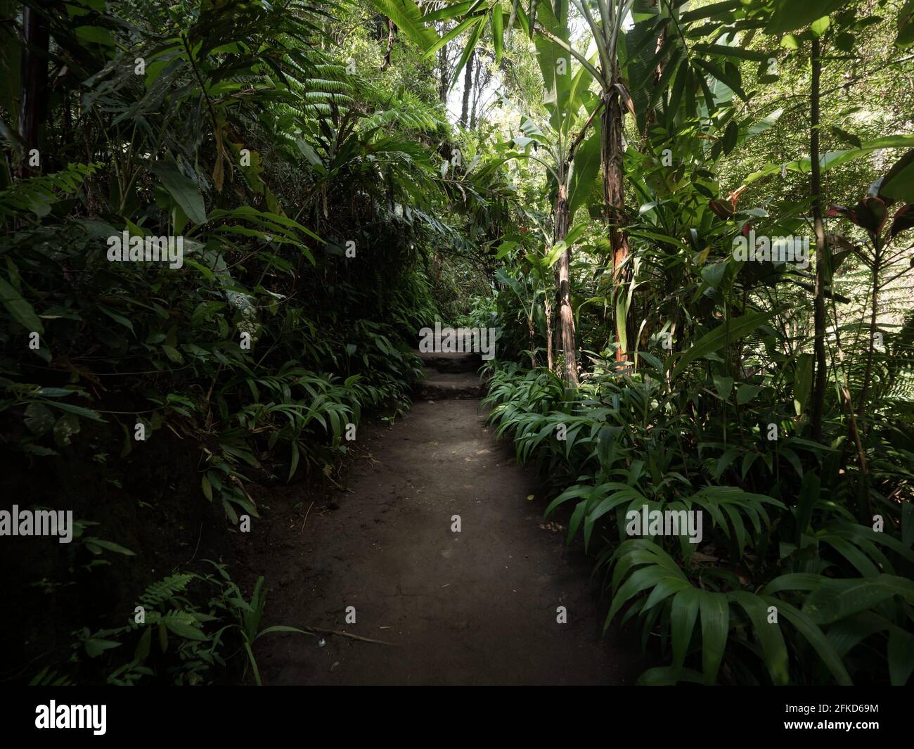 Tropical natural path walkway in lush dense green rainforest jungle to ...