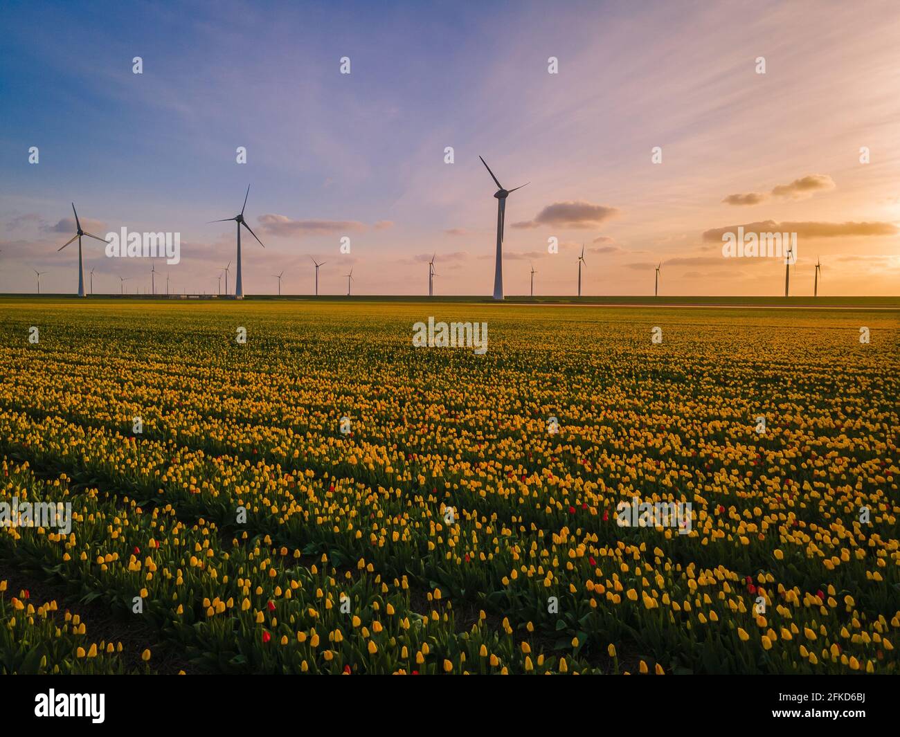 Aerial view of bulb-fields in springtime, colorful tulip fields in the ...