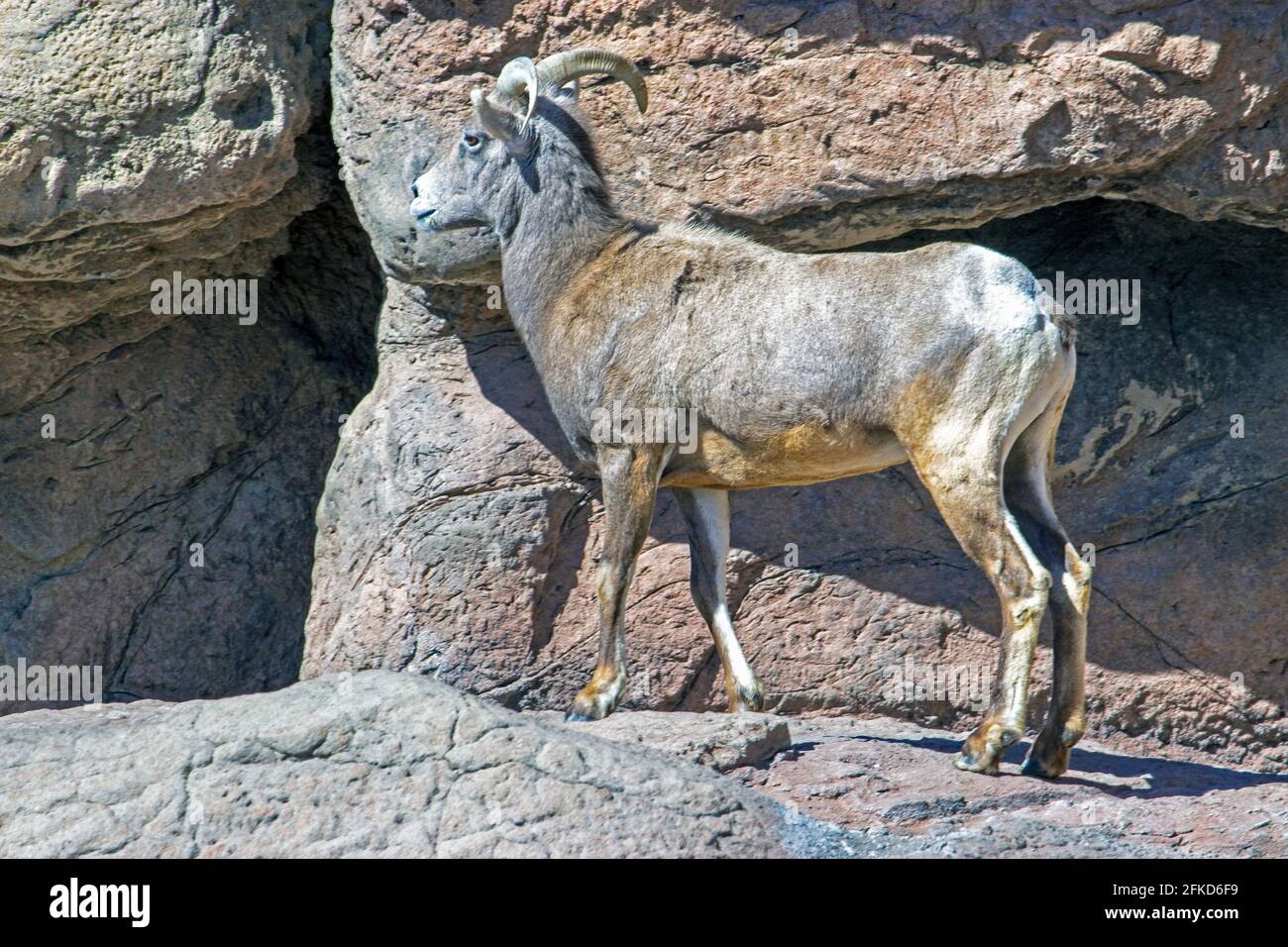 Big horned sheep in hi-res stock photography and images - Alamy