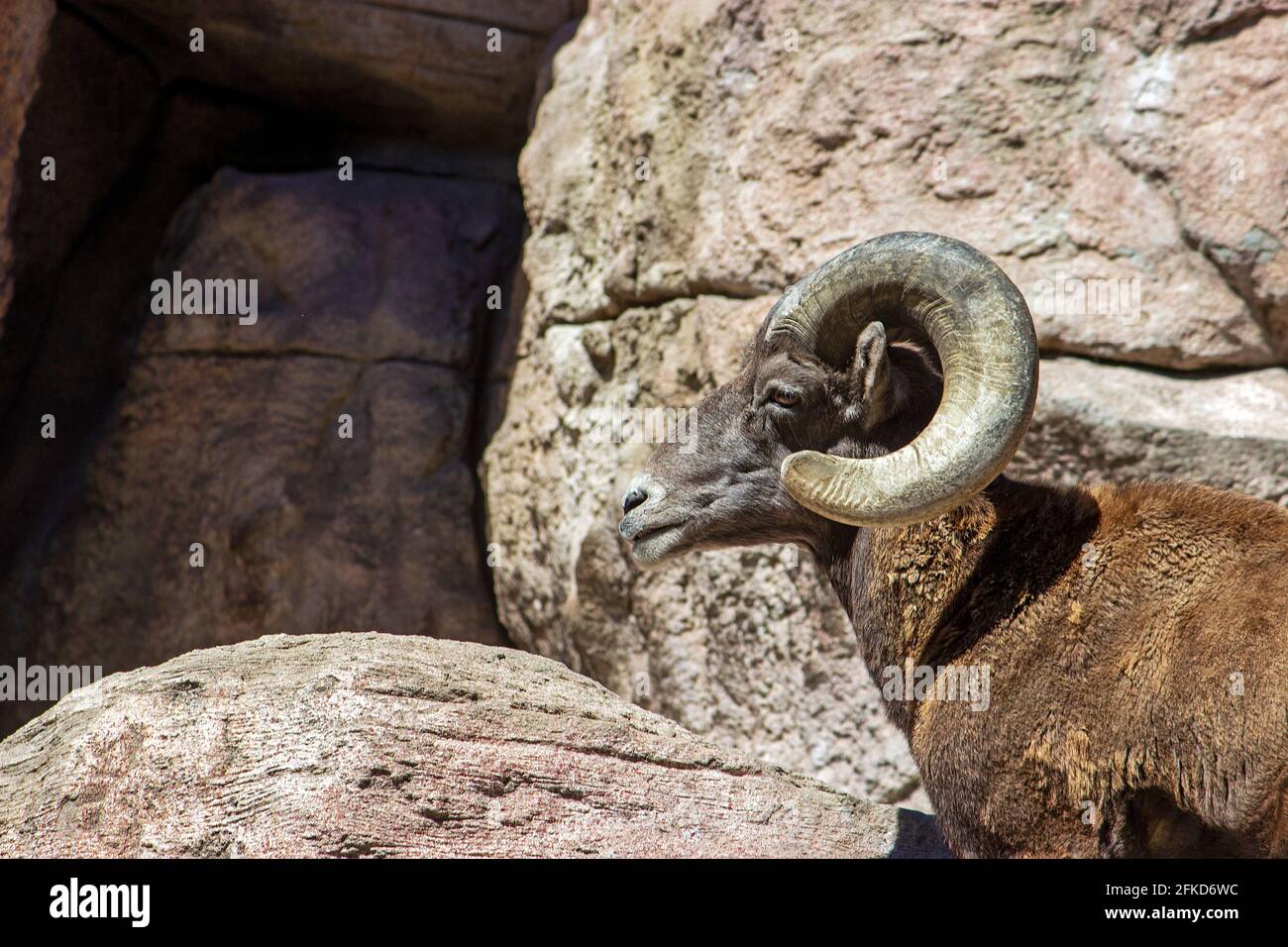 Big Horned Sheep Stock Photo - Alamy