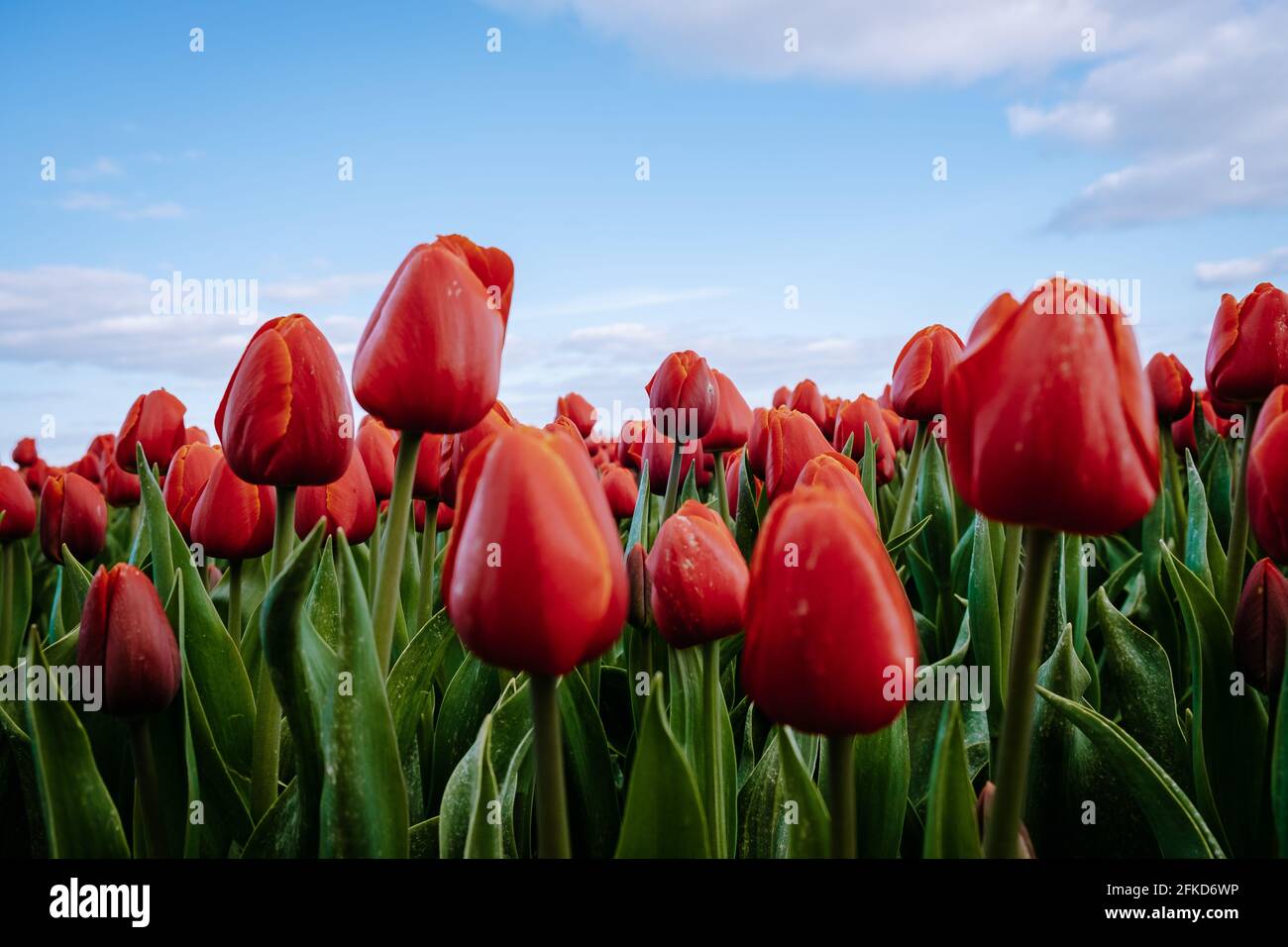 Aerial view of bulb-fields in springtime, colorful tulip fields in the ...