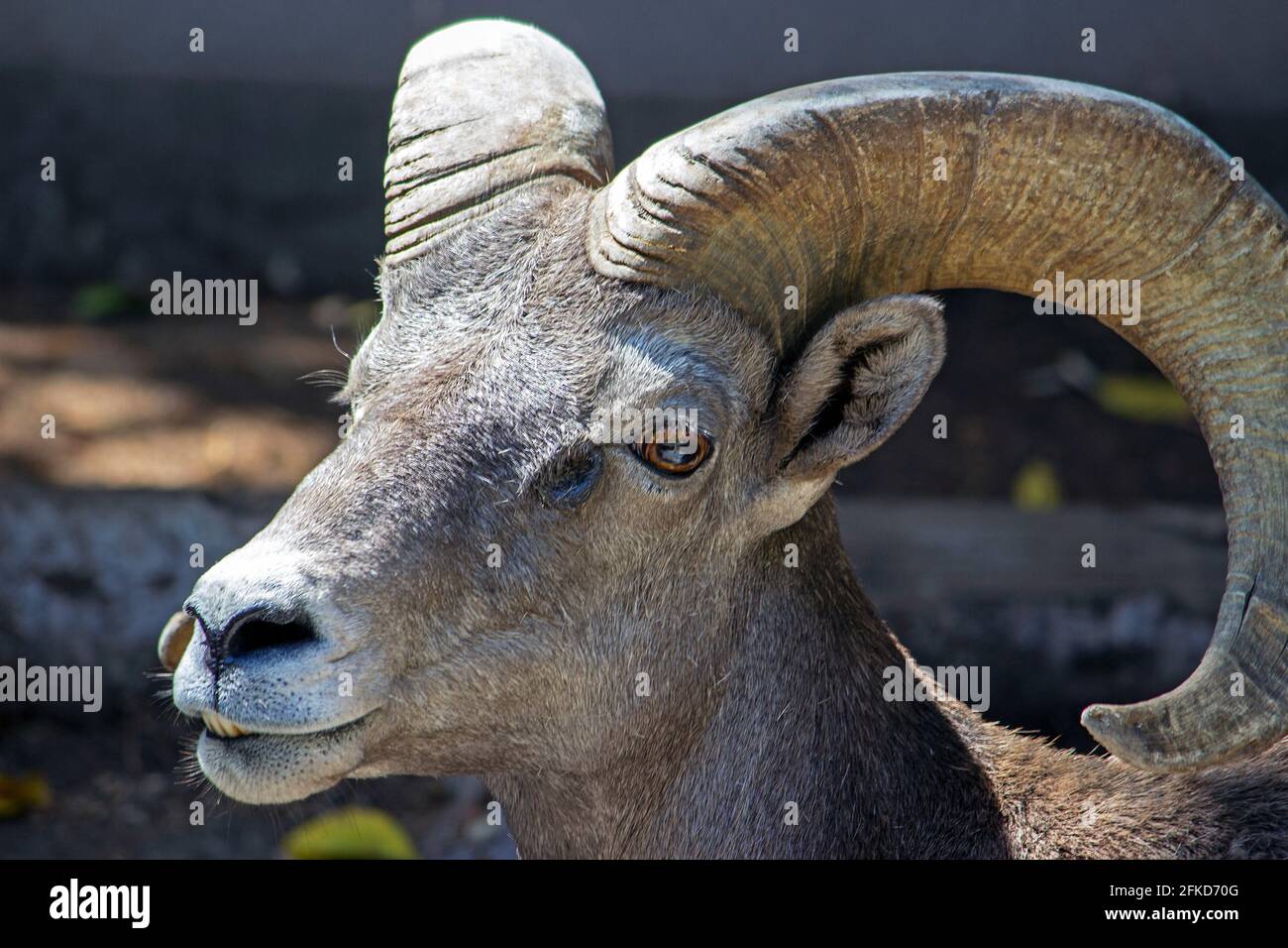 Big Horned Sheep Stock Photo - Alamy