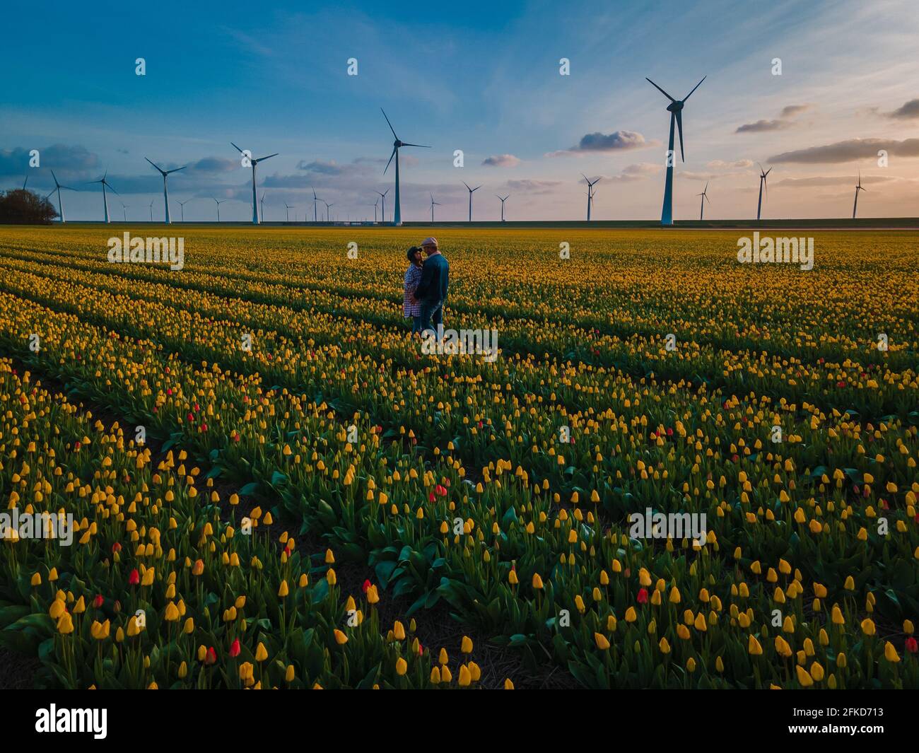Aerial view of bulb-fields in springtime, colorful tulip fields in the ...