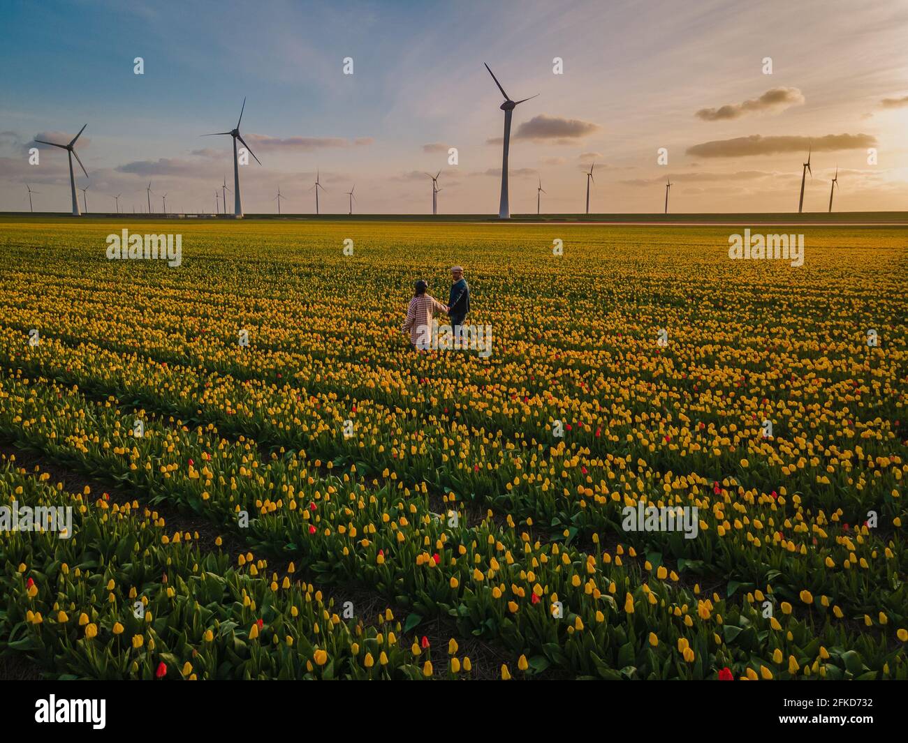Aerial view of bulb-fields in springtime, colorful tulip fields in the ...