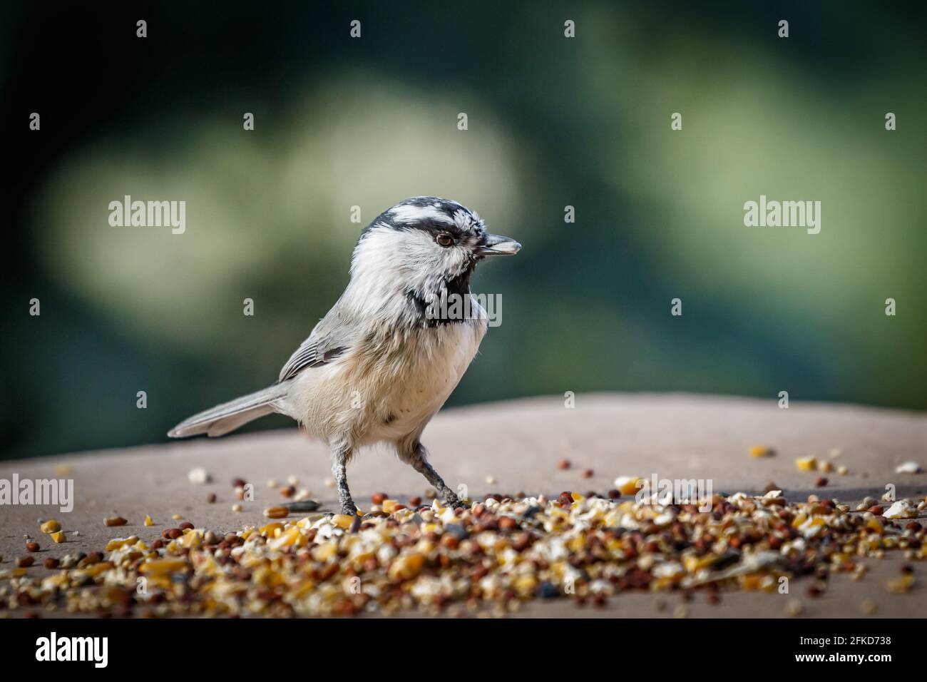 Mountain Chickadee (Poecile gambeli) in Colorado Stock Photo - Alamy