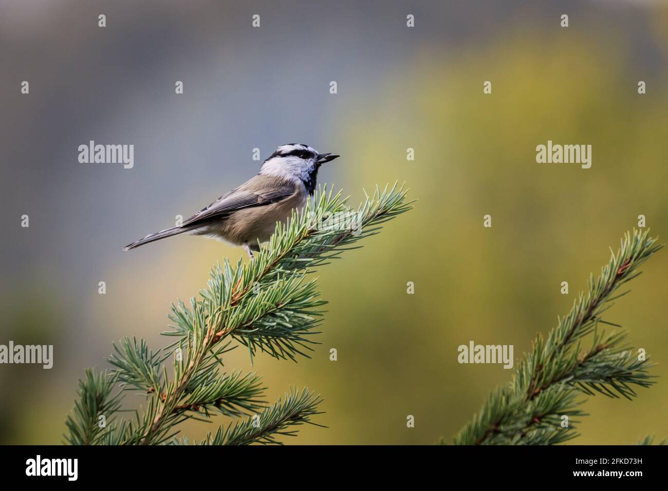 Songbirds of colorado hi-res stock photography and images - Alamy