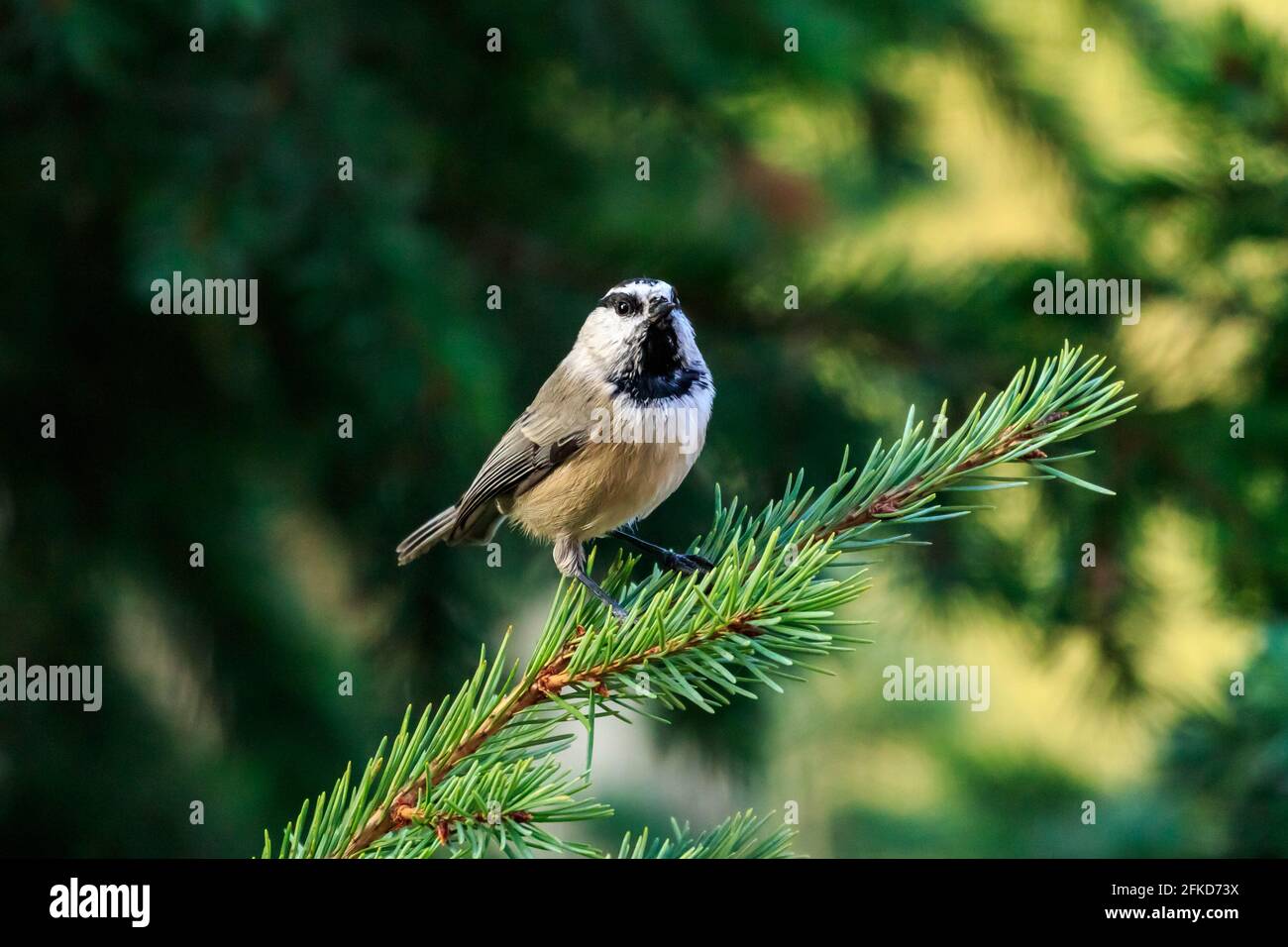 Songbirds of colorado hi-res stock photography and images - Alamy