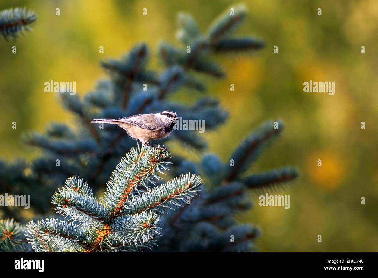 Mountain Chickadee (Poecile gambeli) in Colorado Stock Photo - Alamy