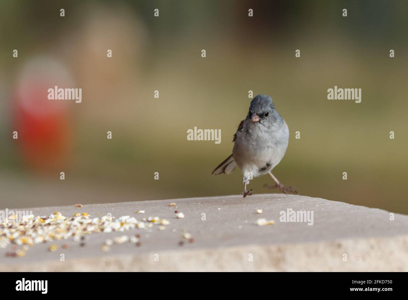 Dark-eyed Junco (Junco hyemalis), Red-backed variety, in Colorado Stock ...