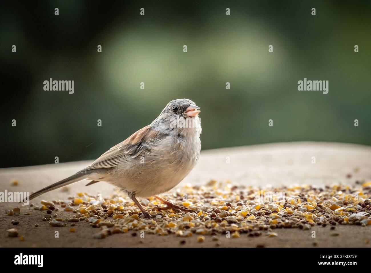 Dark-eyed Junco (Junco hyemalis), Red-backed variety, in Colorado Stock ...