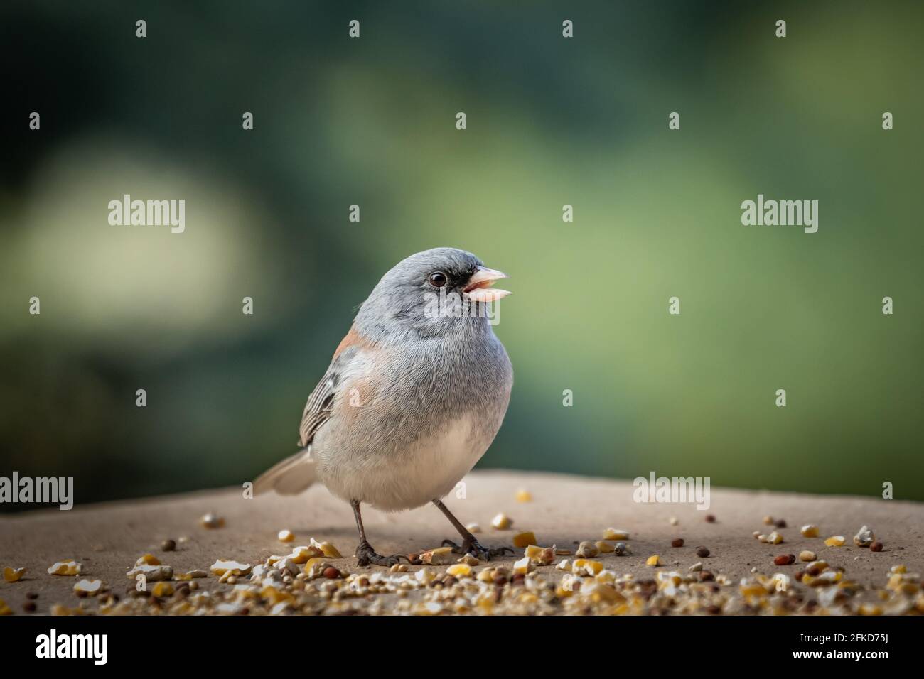 Dark-eyed Junco (Junco hyemalis), Red-backed variety, in Colorado Stock ...