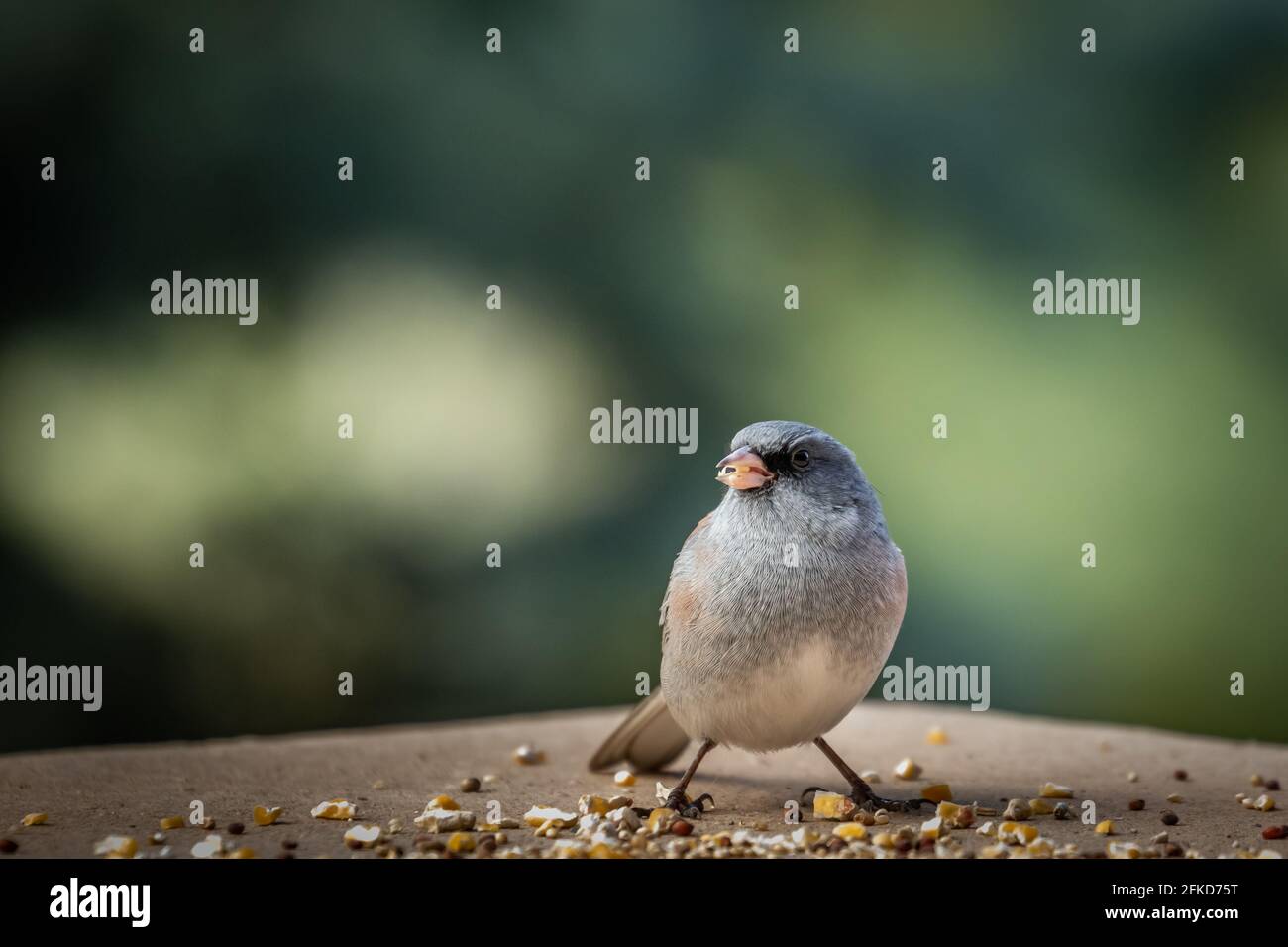 Dark-eyed Junco (Junco hyemalis), Red-backed variety, in Colorado Stock ...