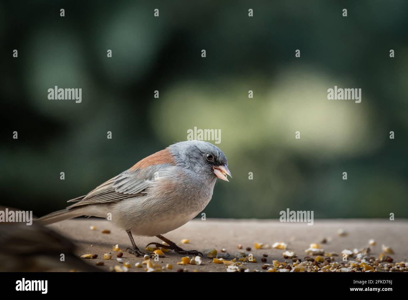 Dark-eyed Junco (Junco hyemalis), Red-backed variety, in Colorado Stock ...
