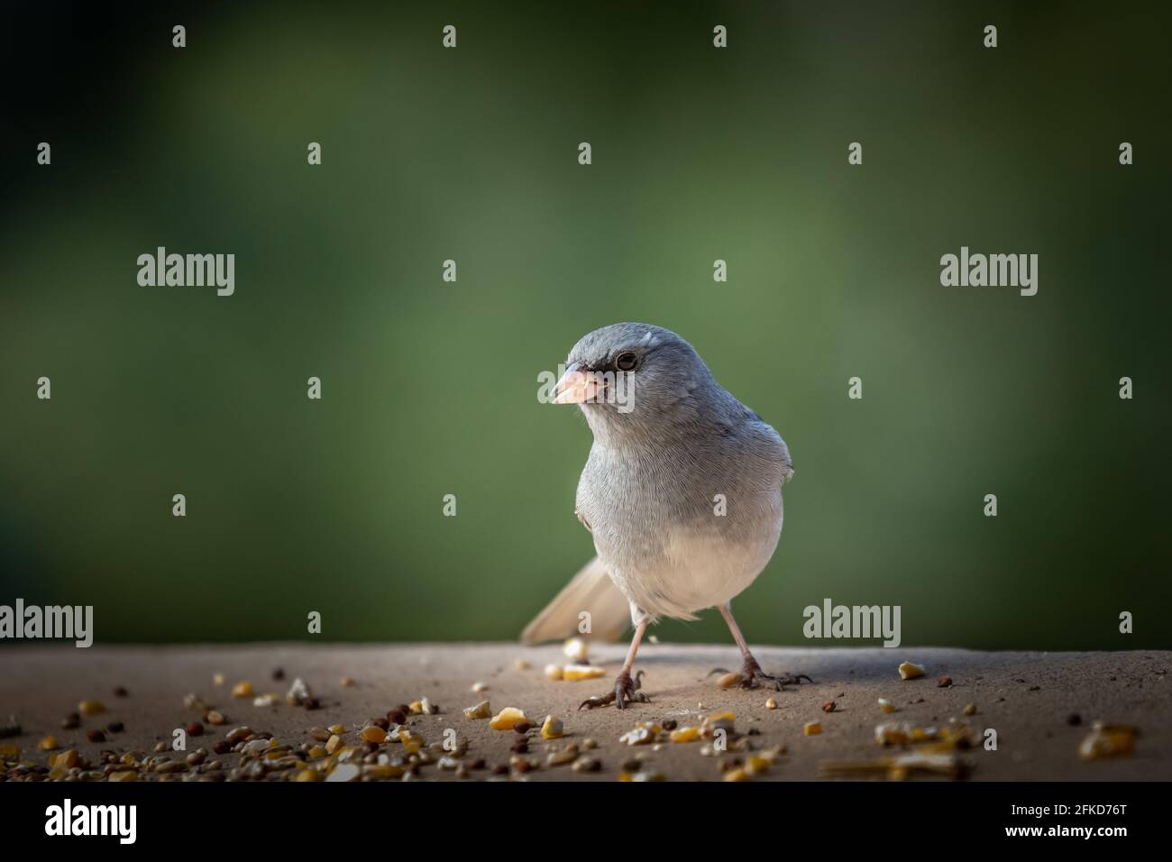 Dark-eyed Junco (Junco hyemalis), Red-backed variety, in Colorado Stock ...