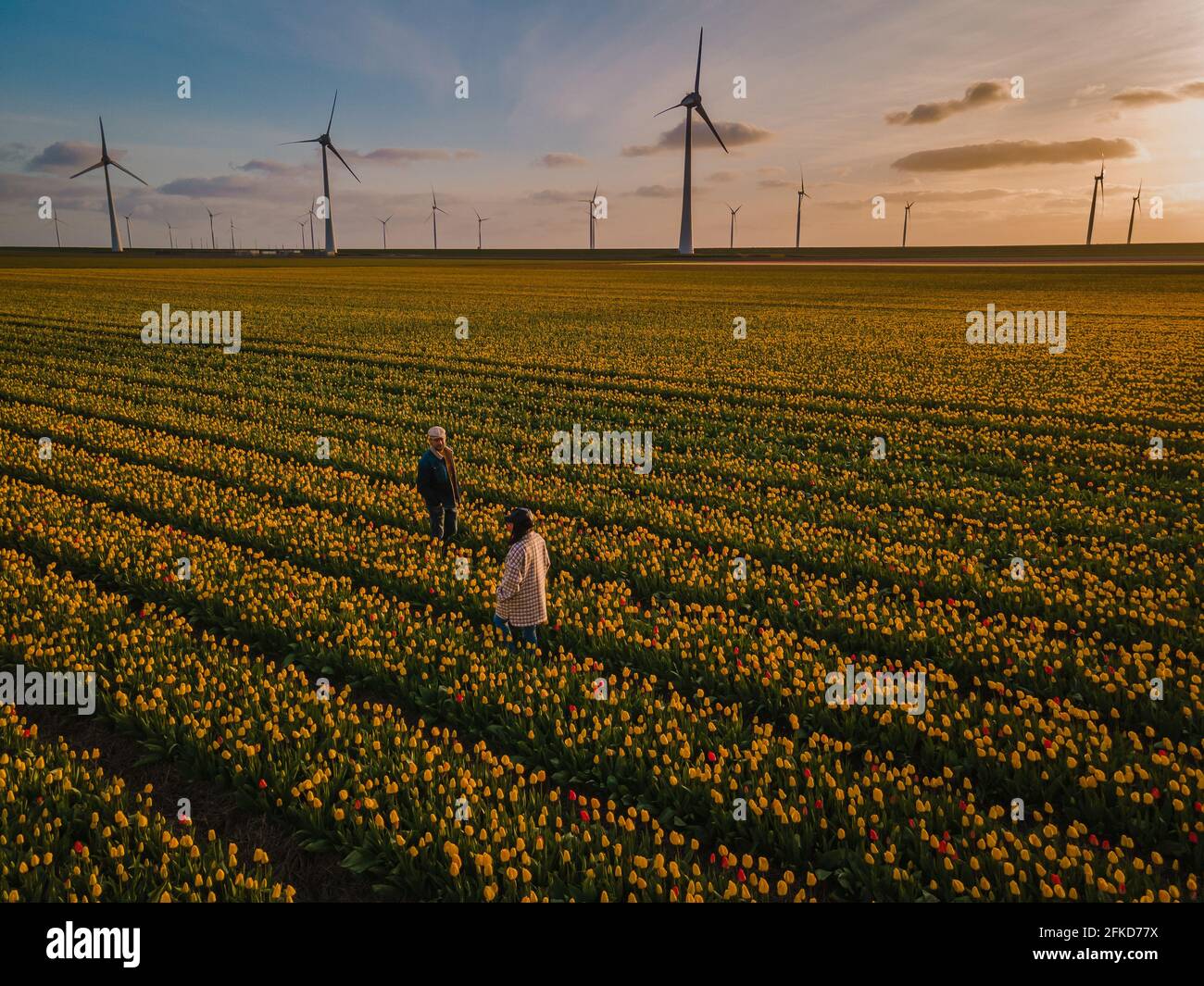 Aerial view of bulb-fields in springtime, colorful tulip fields in the ...
