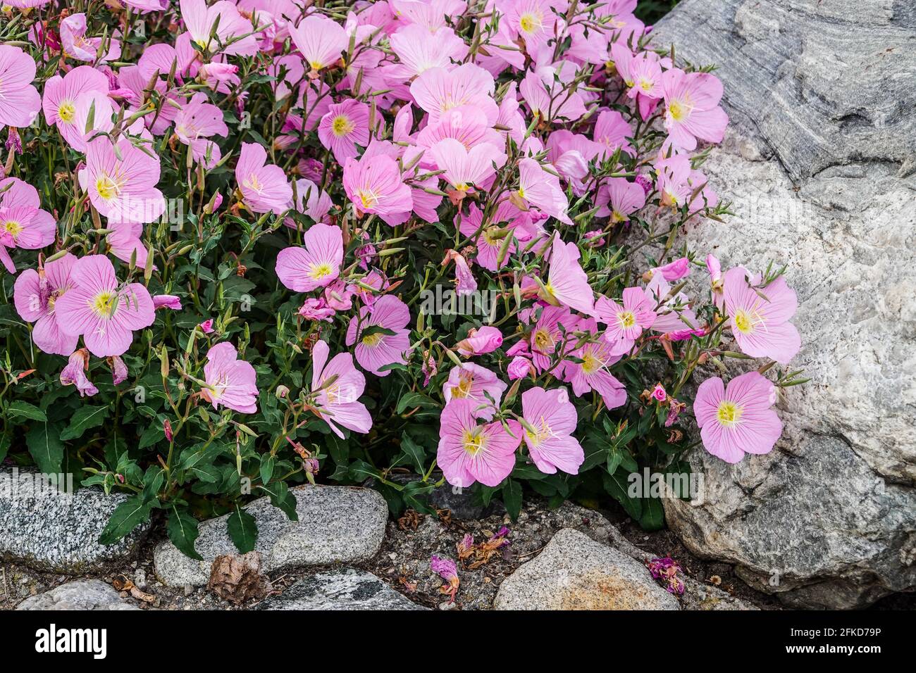 Oenothera Speciosa, also known as pinkladies , Mexican primrose ...