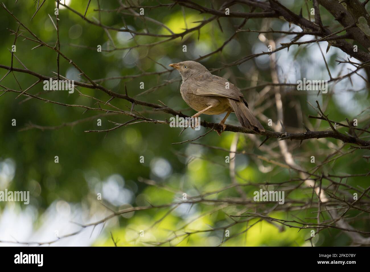 Yellow billed babbler (Demalichcha Stock Photo - Alamy